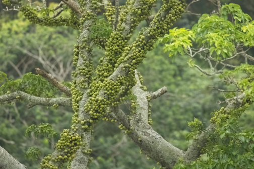 Ficus polita_百度百科