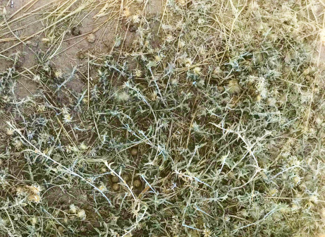 Dicoma capensis_百度百科