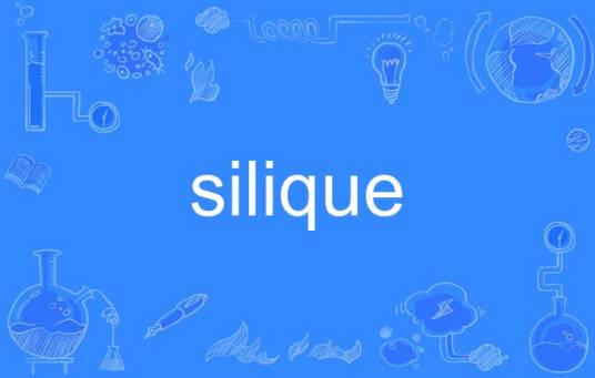 silique_百度百科