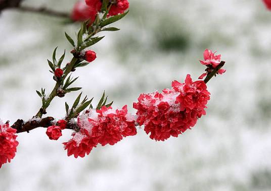春雪（芍药属牡丹栽培品种）_百度百科