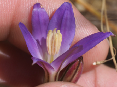 Brodiaea santarosae_百度百科