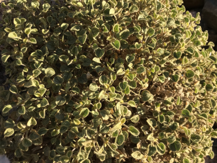 Cleome droserifolia_百度百科