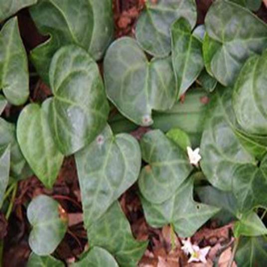 Hedera nepalensis var. sinensis_百度百科