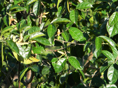 Trophis racemosa_百度百科