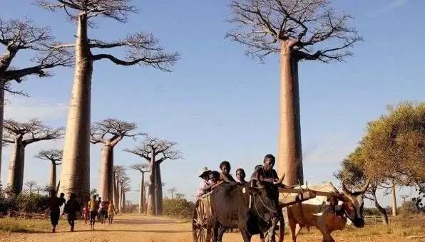 非洲大草原上的猴面包树为什么被称为“生命之树”？_百科TA说