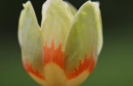 Magnolia garrettii_百度百科