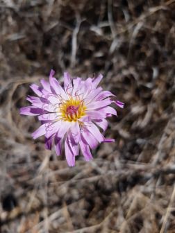 Pinaropappus roseus_百度百科