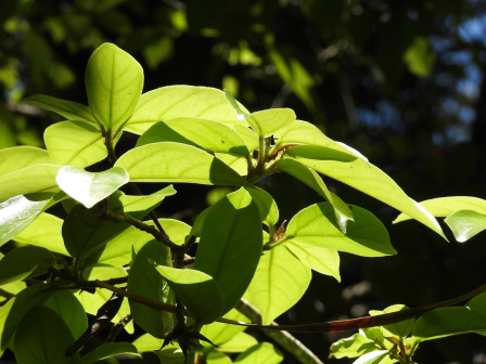 Ficus colubrinae_百度百科
