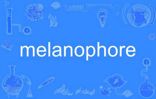 melanophore_百度百科