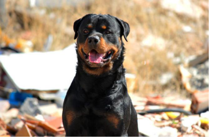 出色的家庭守护犬——罗威纳犬_百科TA说