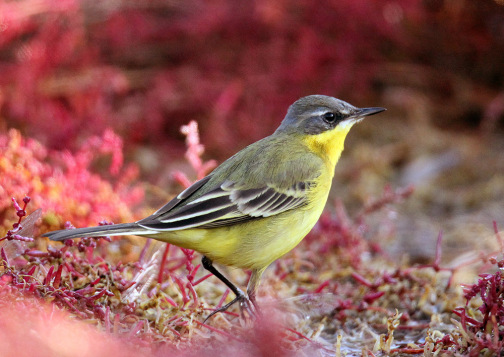 bird（鸟类）_百度百科