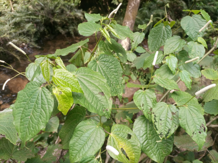 Piper capense_百度百科