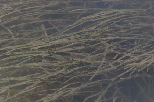 Zostera capensis_百度百科