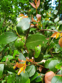Gossia punctata_百度百科