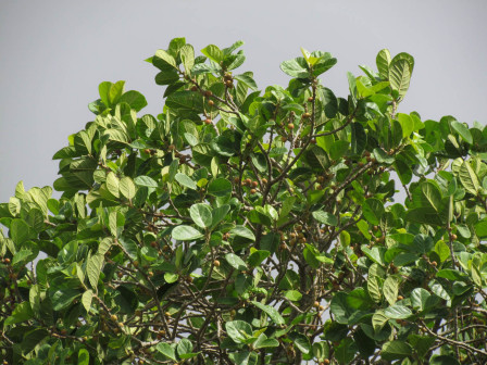 Ficus cotinifolia_百度百科