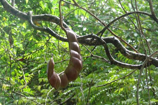 榼藤（豆科榼藤属植物）_百度百科