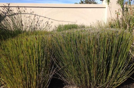 帚灯草属_百度百科