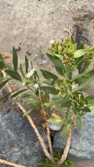 Rhazya stricta_百度百科