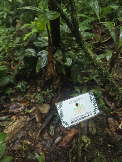 Curarea toxicofera_百度百科