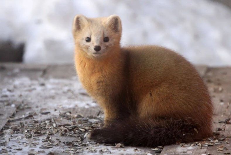 紫貂重返长白山，雪中卖萌超可爱，背后故事更暖心_百科TA说