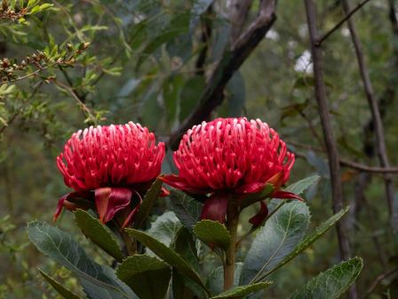 Telopea aspera_百度百科