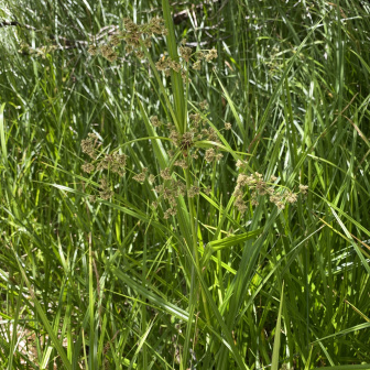 Scirpus microcarpus_百度百科