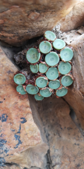 Conophytum crateriforme_百度百科