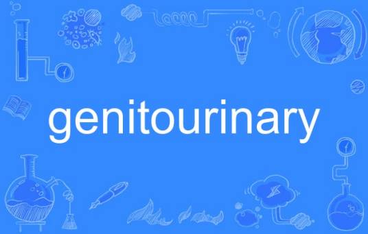 genitourinary_百度百科