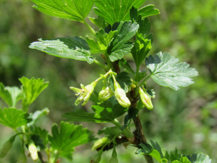Ribes inerme_百度百科