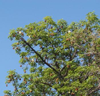 猴面包树（木棉科猴面包树属植物）_百度百科