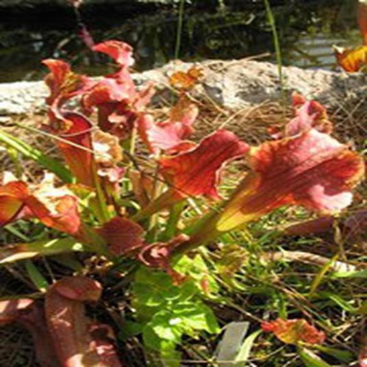 Sarracenia 'Judith Hindle'_百度百科