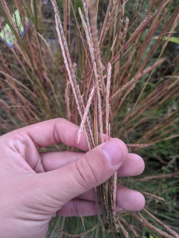 Elionurus tripsacoides_百度百科