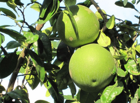 柚子树_百度百科