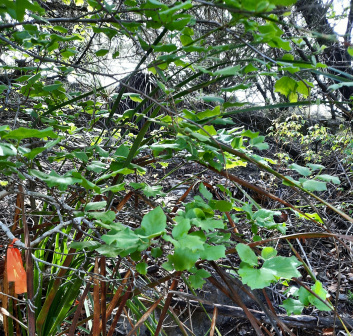 Styrax platanifolius_百度百科