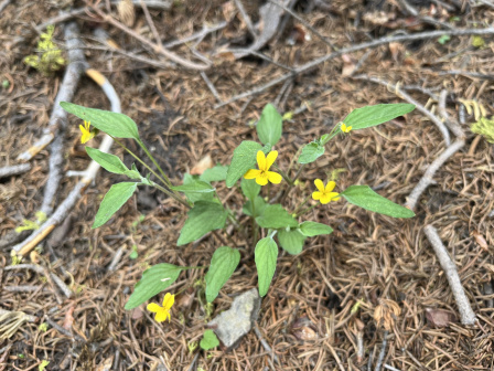 Viola pinetorum_百度百科