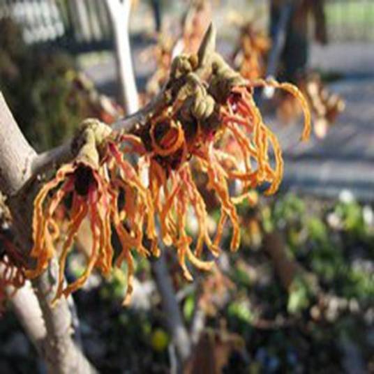 Hamamelis × intermedia 'Spanish Spider'_百度百科