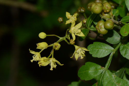 Harrisonia abyssinica_百度百科