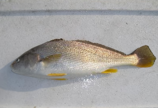 元鼎黄姑鱼_百度百科