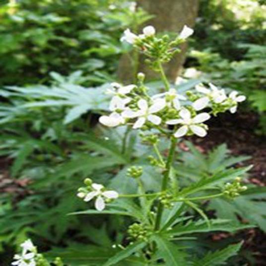 Napaea dioica_百度百科