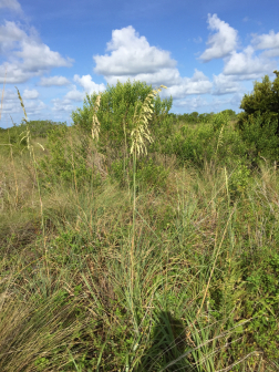 Uniola paniculata_百度百科