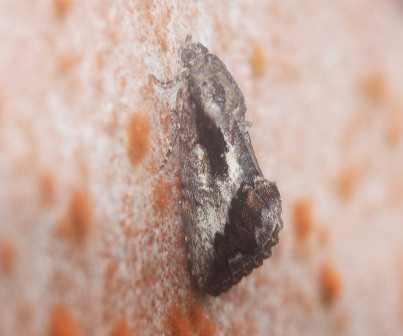 齿蕊夜蛾_百度百科