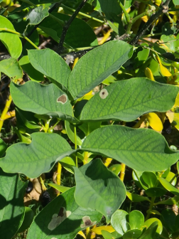 Piscidia carthagenensis_百度百科