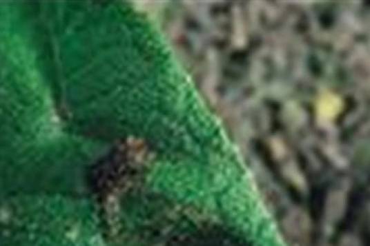 褐胸铁甲虫_百度百科