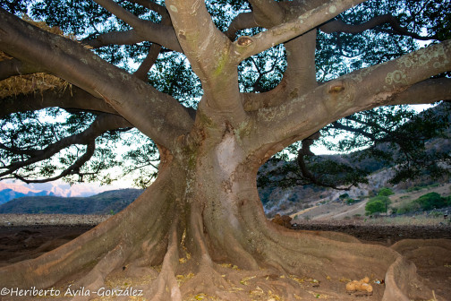 Ficus crocata_百度百科