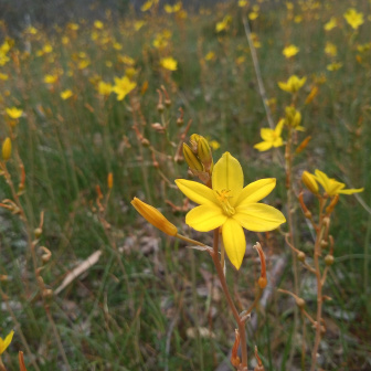 Bulbine bulbosa_百度百科