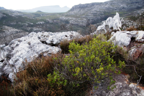 Searsia lucida_百度百科