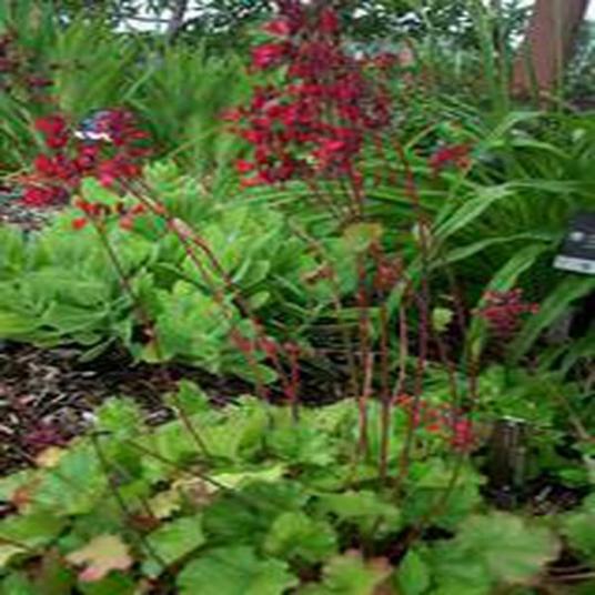 Heuchera sanguinea 'Splendens'_百度百科