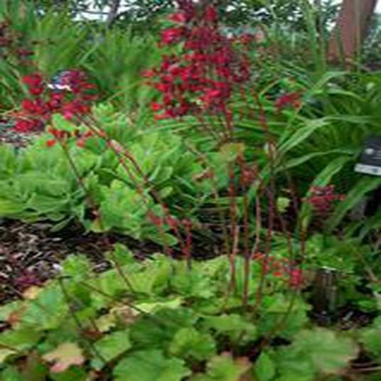 Heuchera sanguinea 'Splendens'_百度百科
