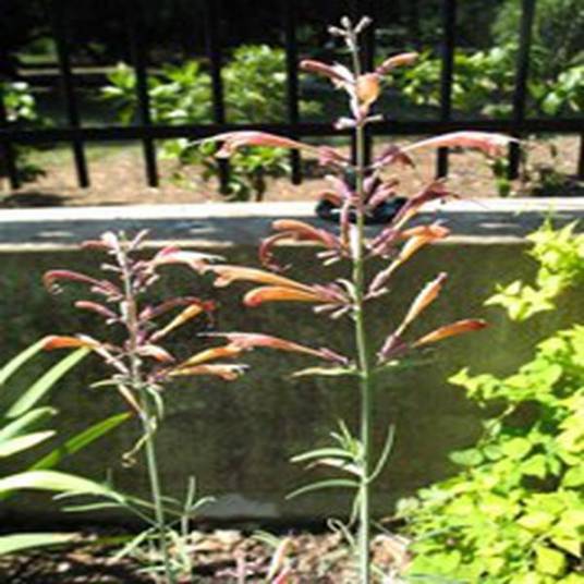 Agastache rupestris 'Apache Sunset'_百度百科