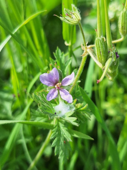 Erodium ciconium_百度百科
